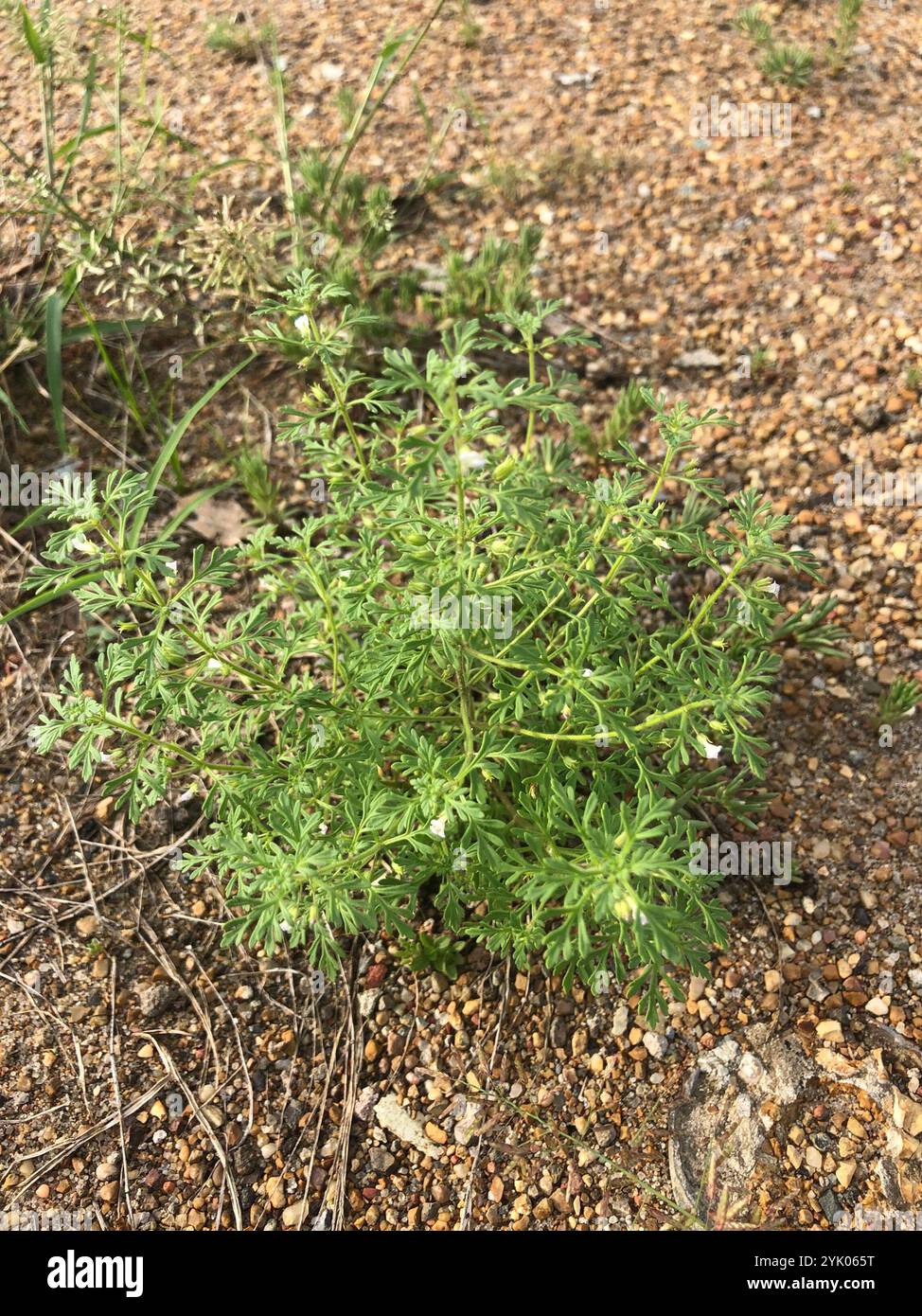 Obi-Wan conobea (Leucospora multifida Stock Photo - Alamy