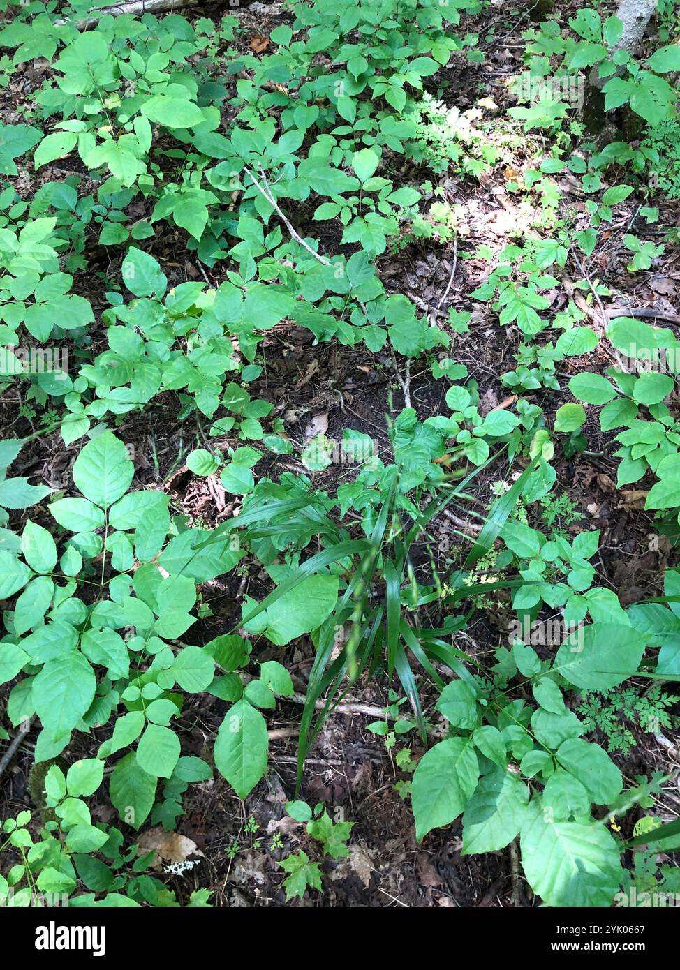 black-fruit mountain-ricegrass (Patis racemosa Stock Photo - Alamy