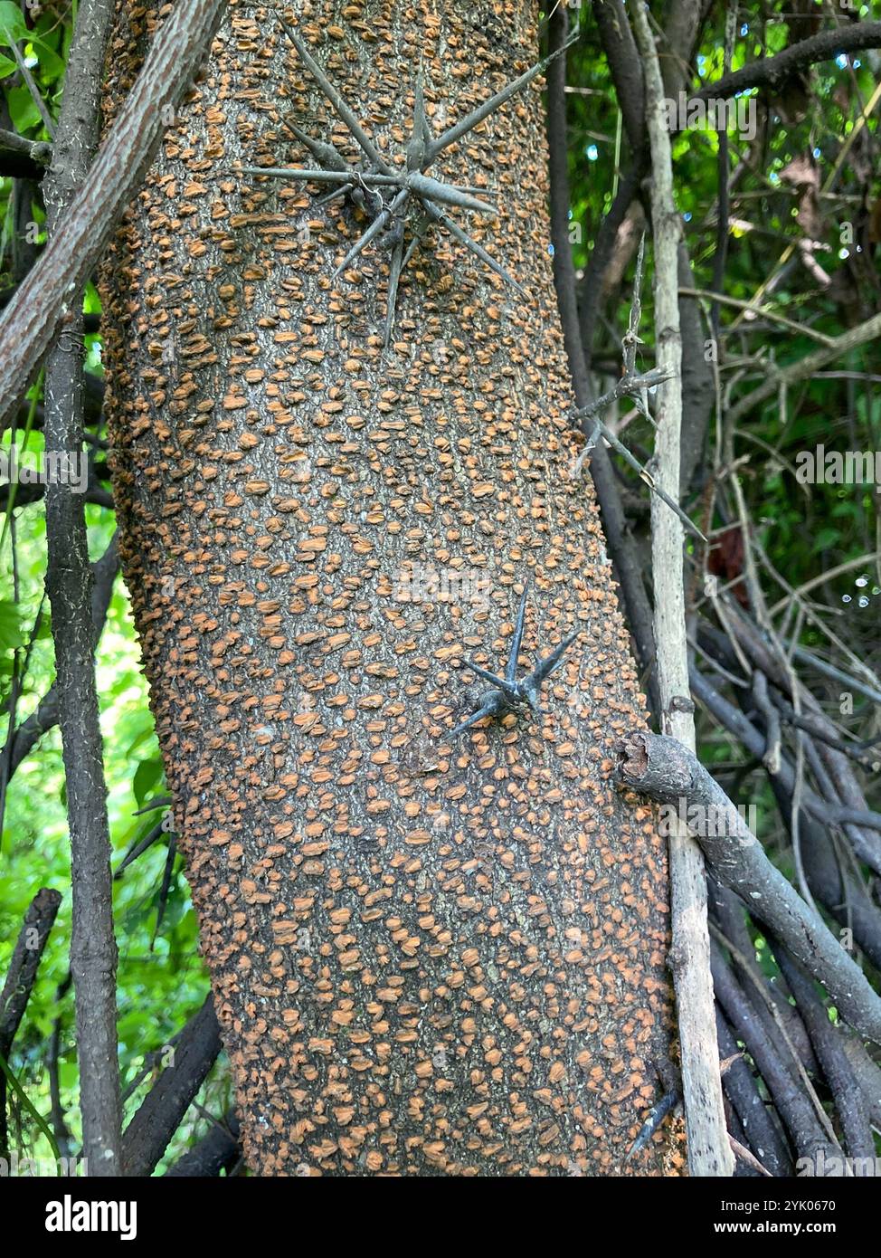 Water locust (Gleditsia aquatica Stock Photo - Alamy