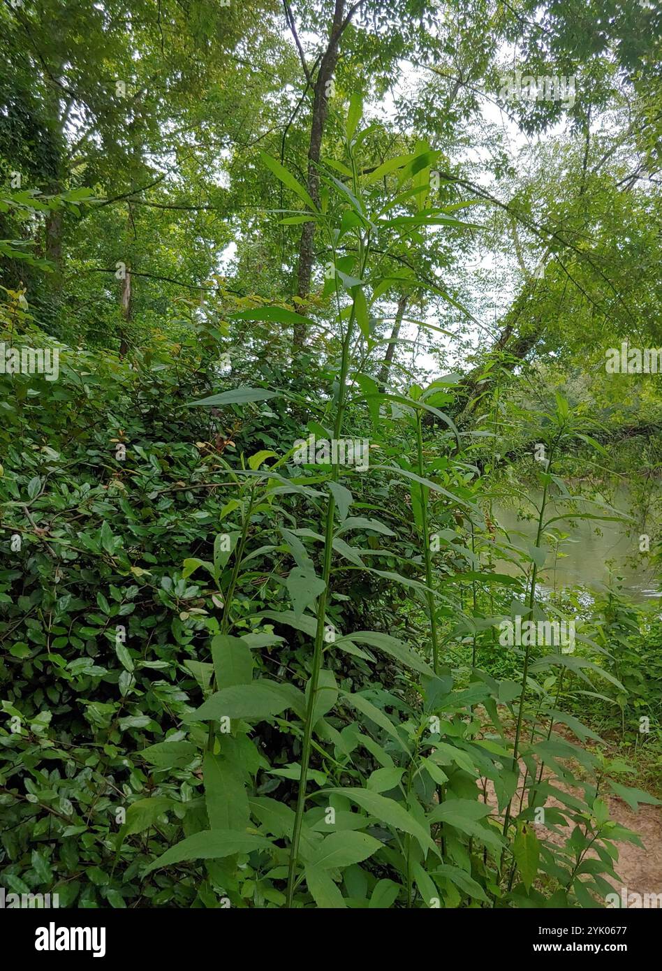 Wingstem (Verbesina alternifolia Stock Photo - Alamy