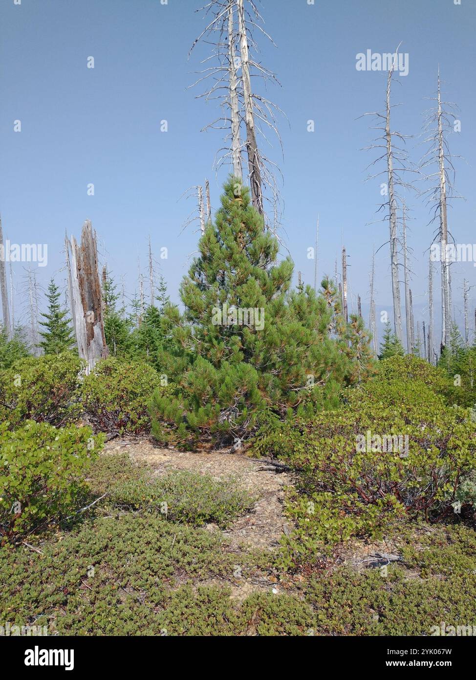 knobcone pine (Pinus attenuata Stock Photo - Alamy