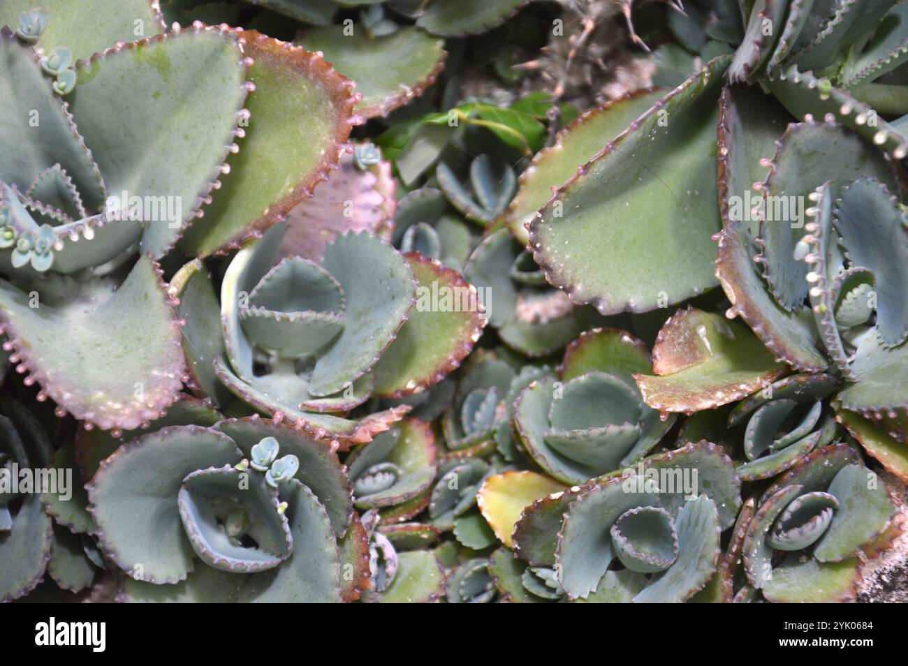 agave on the pot Stock Photo - Alamy
