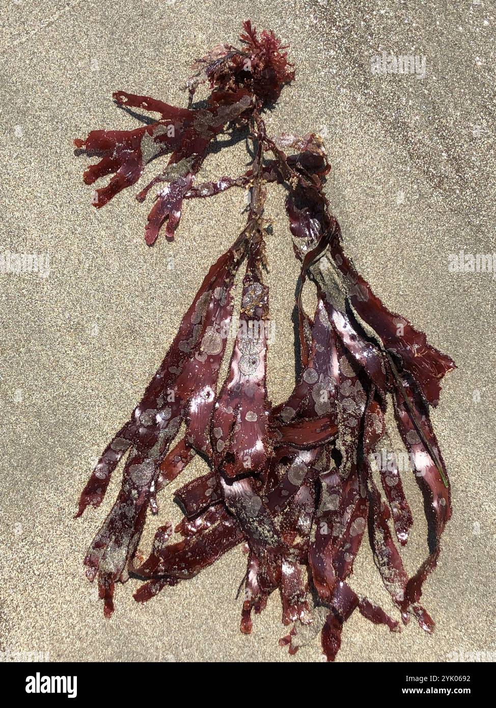 Grape Tongue (Cryptopleura ruprechtiana Stock Photo - Alamy