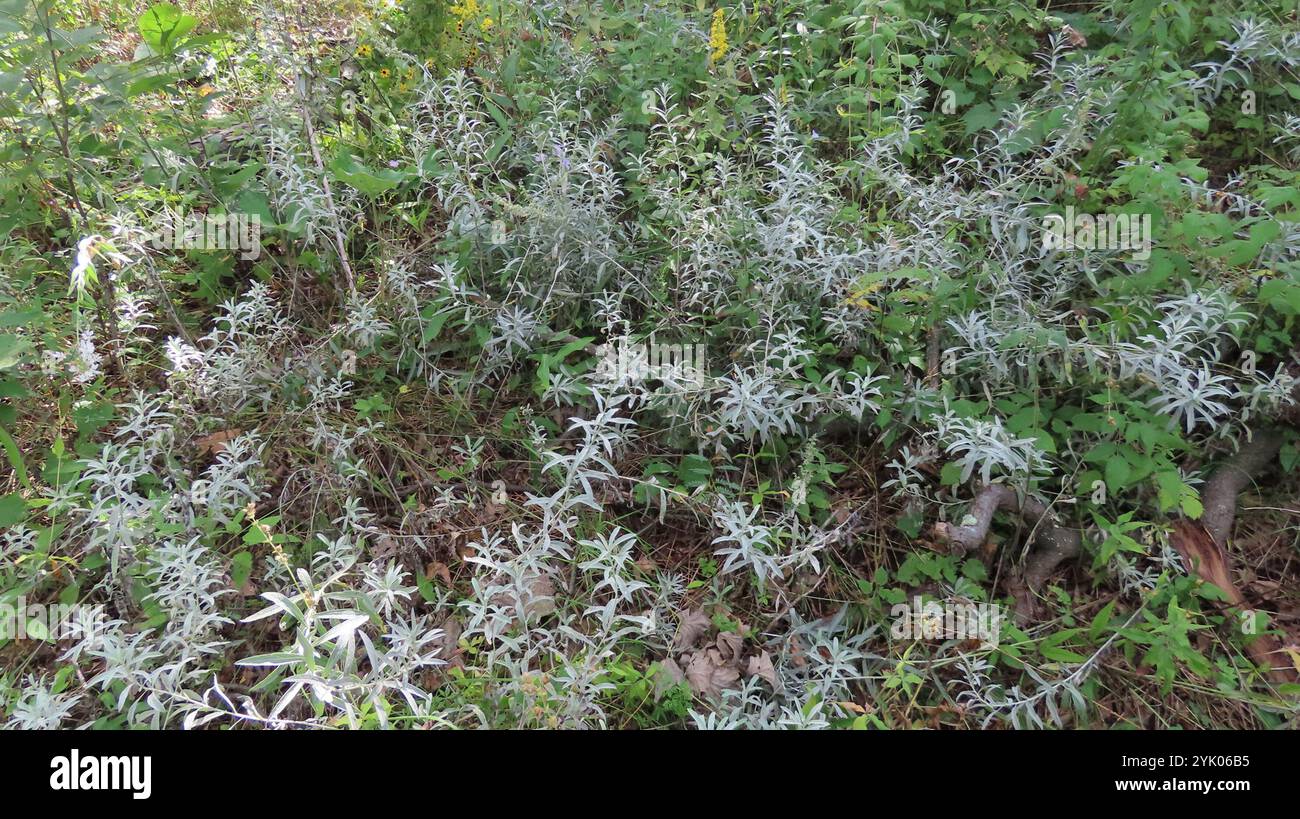 Silver Wormwood (Artemisia ludoviciana Stock Photo - Alamy