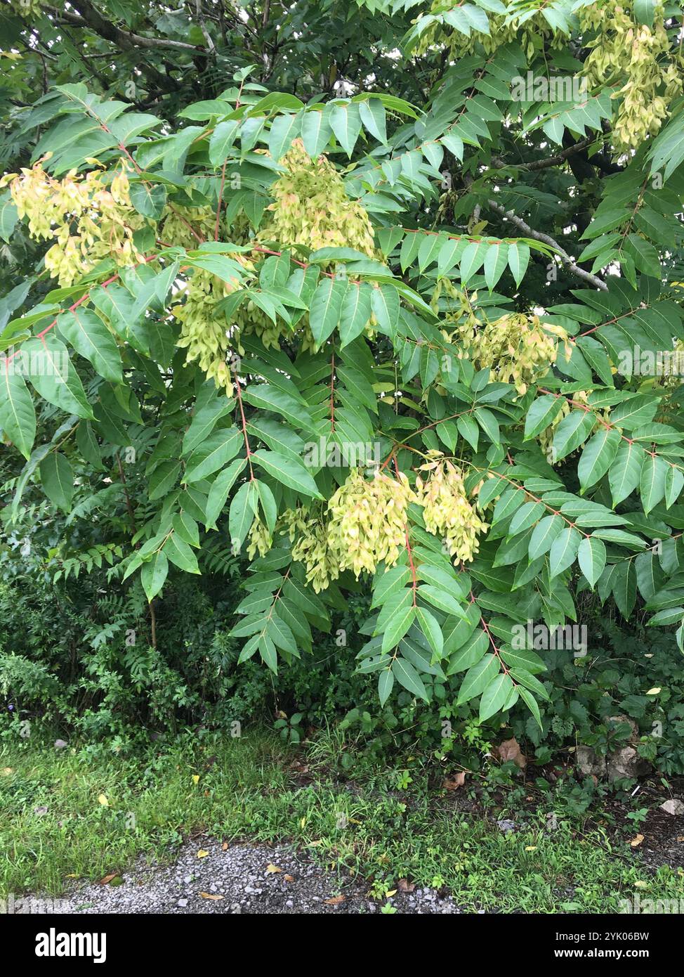 tree-of-heaven (Ailanthus altissima Stock Photo - Alamy