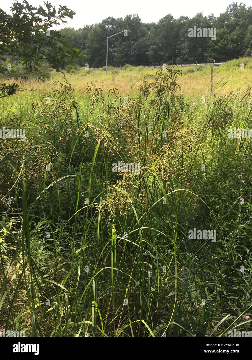 woolgrass (Scirpus cyperinus Stock Photo - Alamy