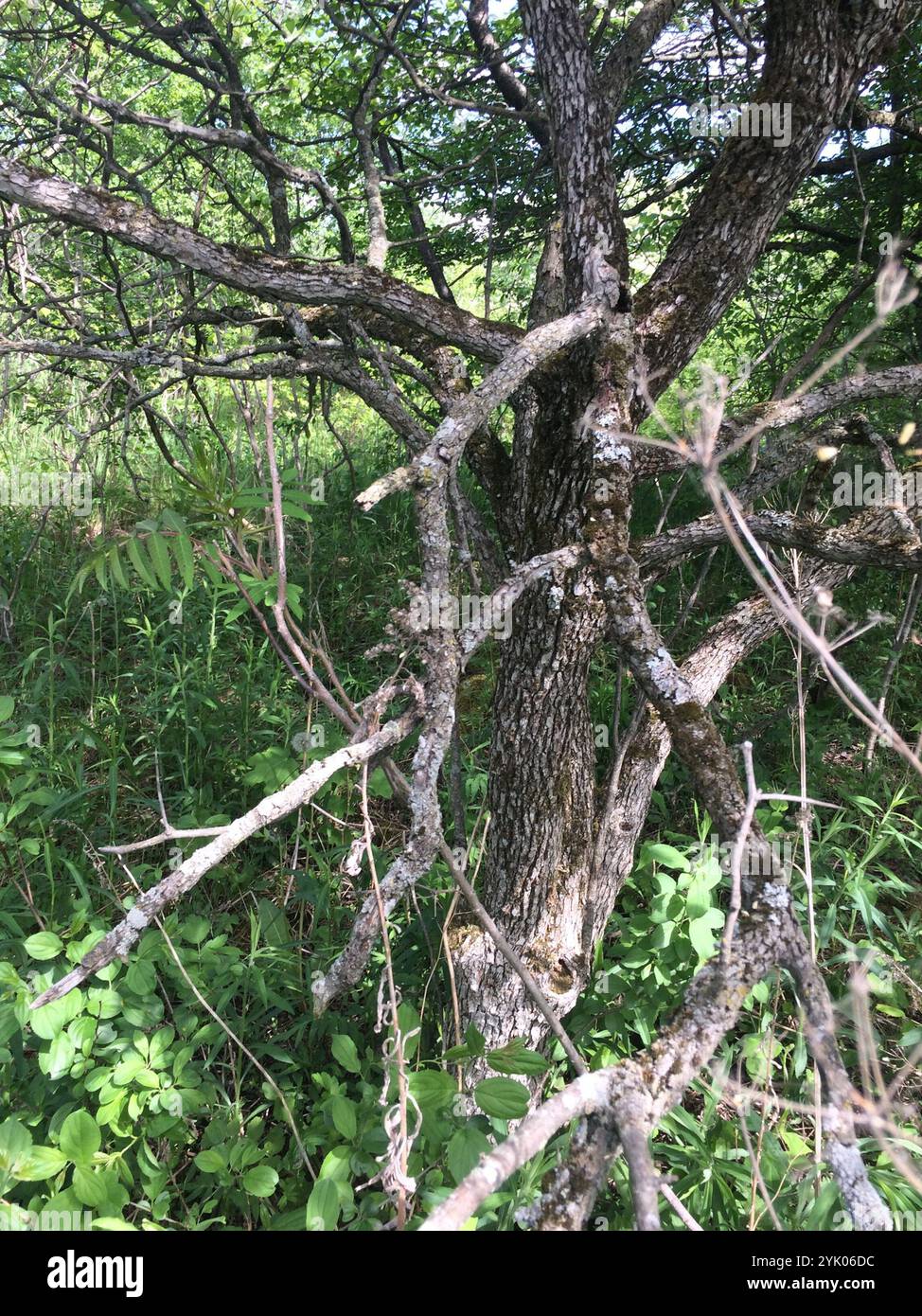 Glabrous-fruit Fireberry Hawthorn (Crataegus chrysocarpa phoeniceoides ...