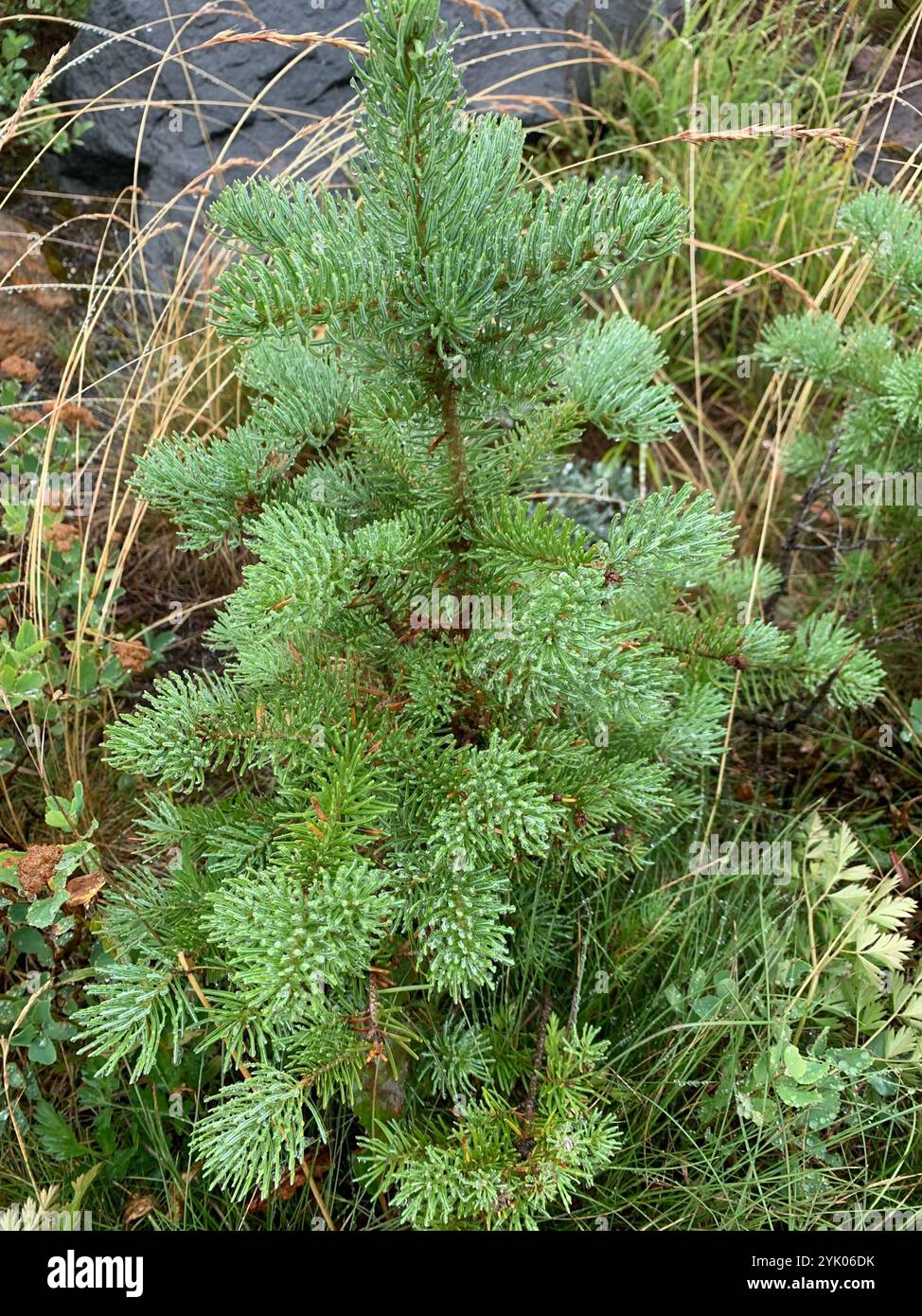 subalpine fir (Abies lasiocarpa Stock Photo - Alamy