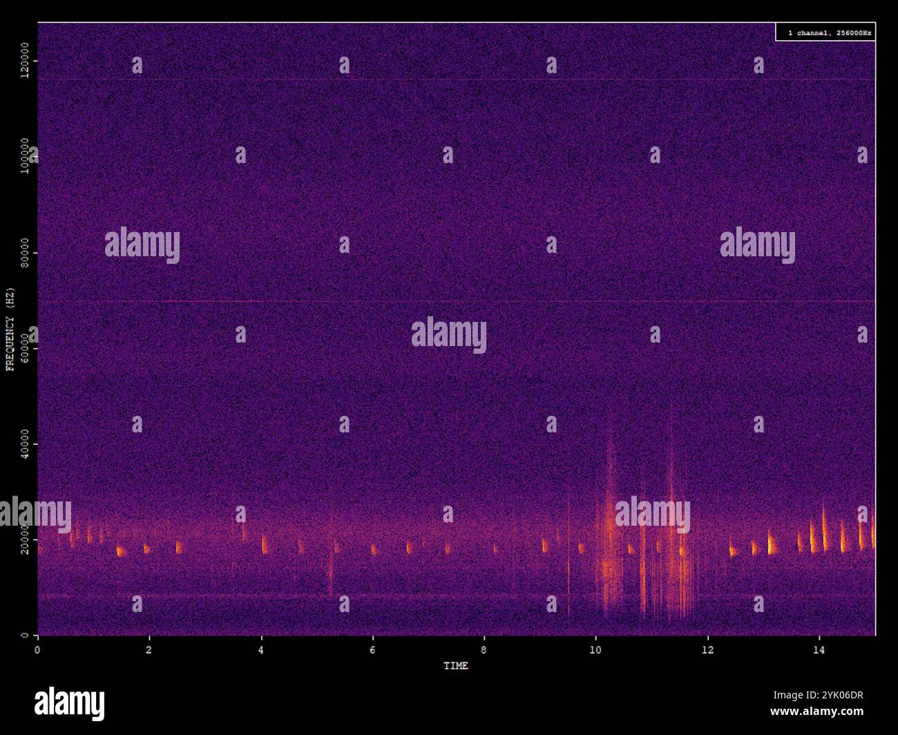 Common Noctule (Nyctalus noctula Stock Photo - Alamy