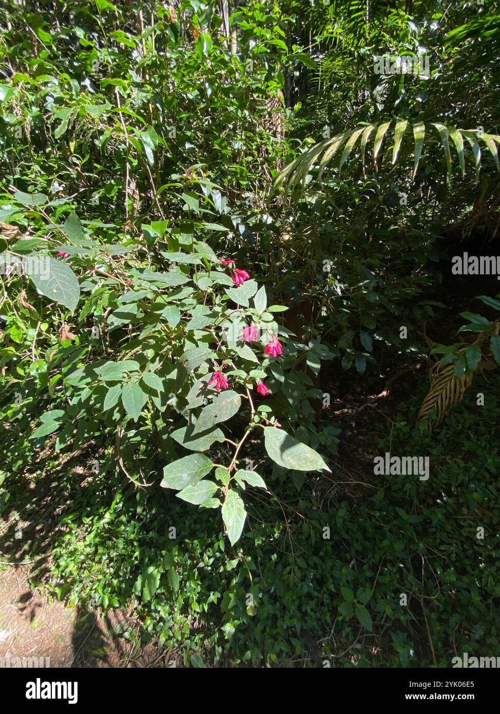 Cestrum elegans hi-res stock photography and images - Alamy