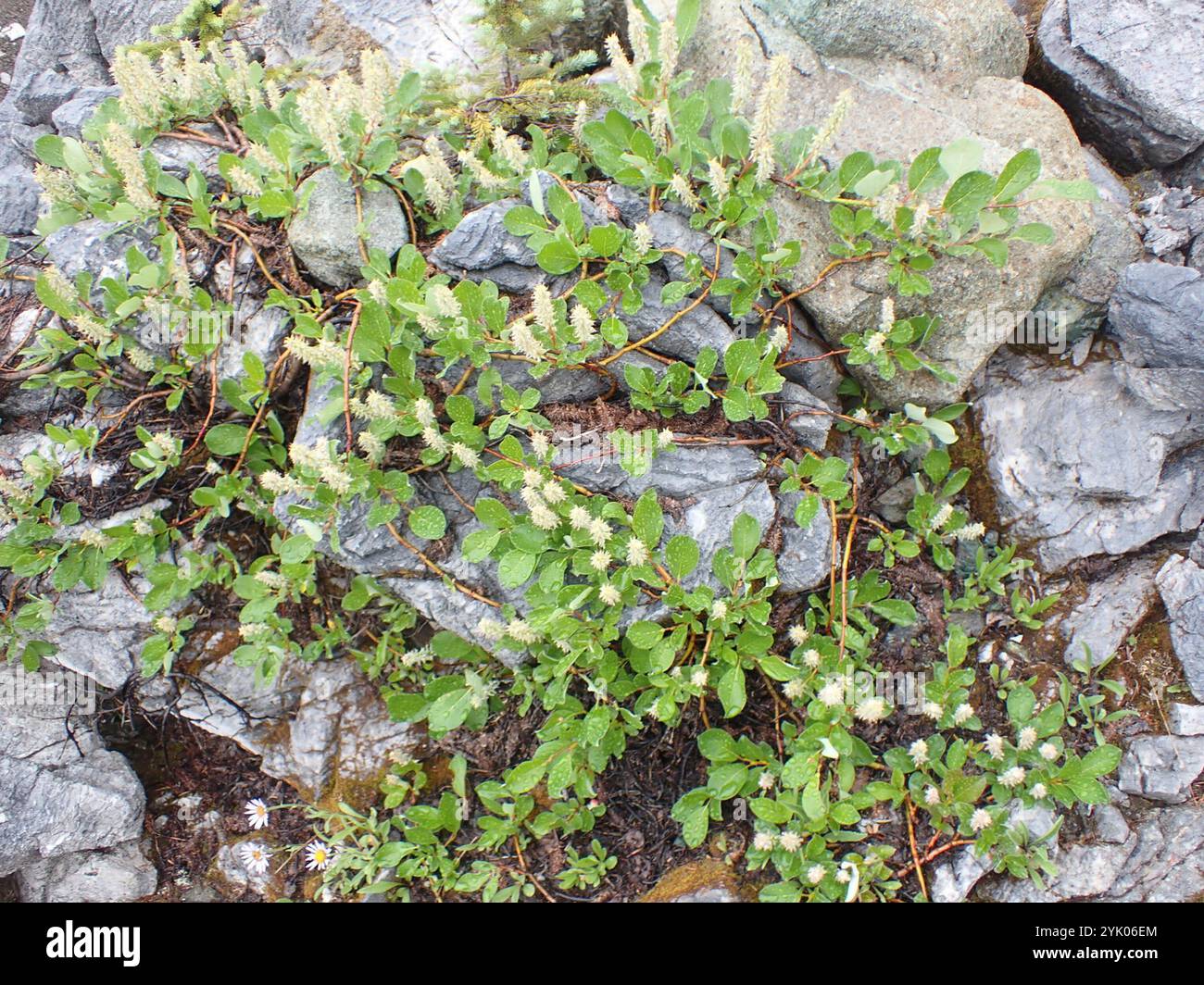arctic willow (Salix arctica Stock Photo - Alamy