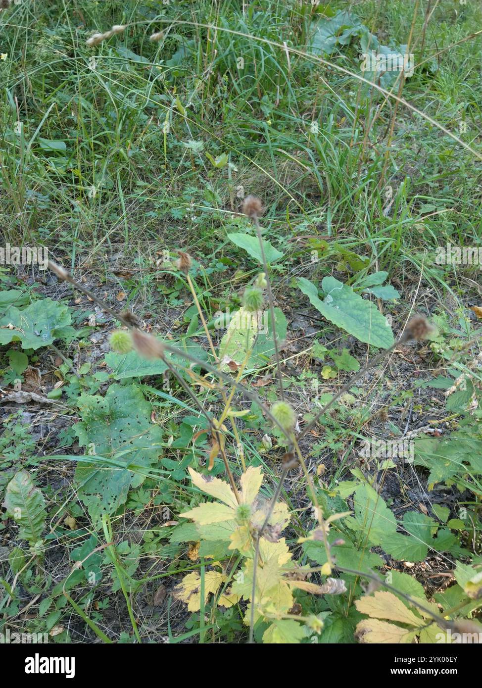 Yellow Avens (Geum aleppicum Stock Photo - Alamy