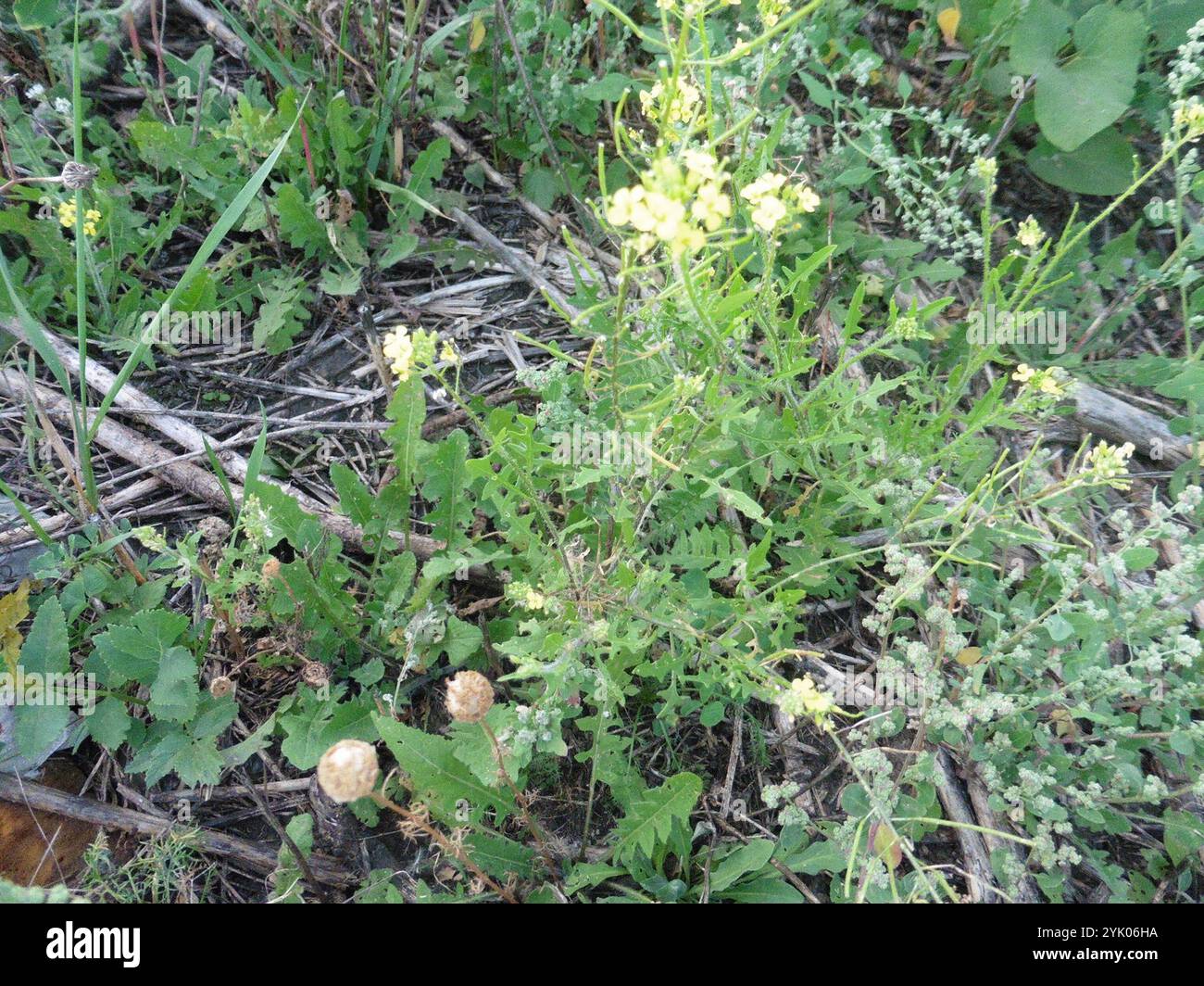 False london rocket hi-res stock photography and images - Alamy
