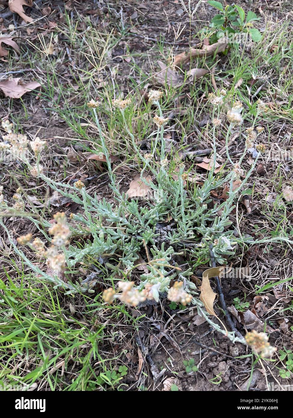 Jersey Cudweed (Pseudognaphalium luteoalbum Stock Photo - Alamy