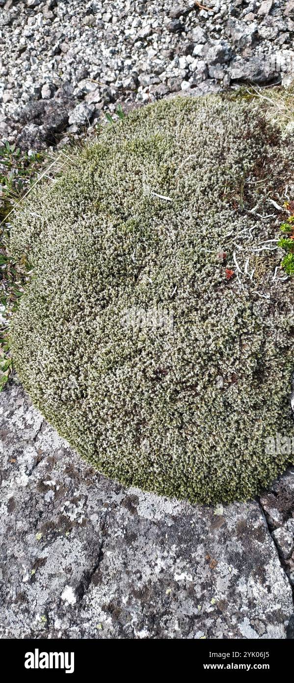 Woolly Fringe-moss (Racomitrium lanuginosum Stock Photo - Alamy