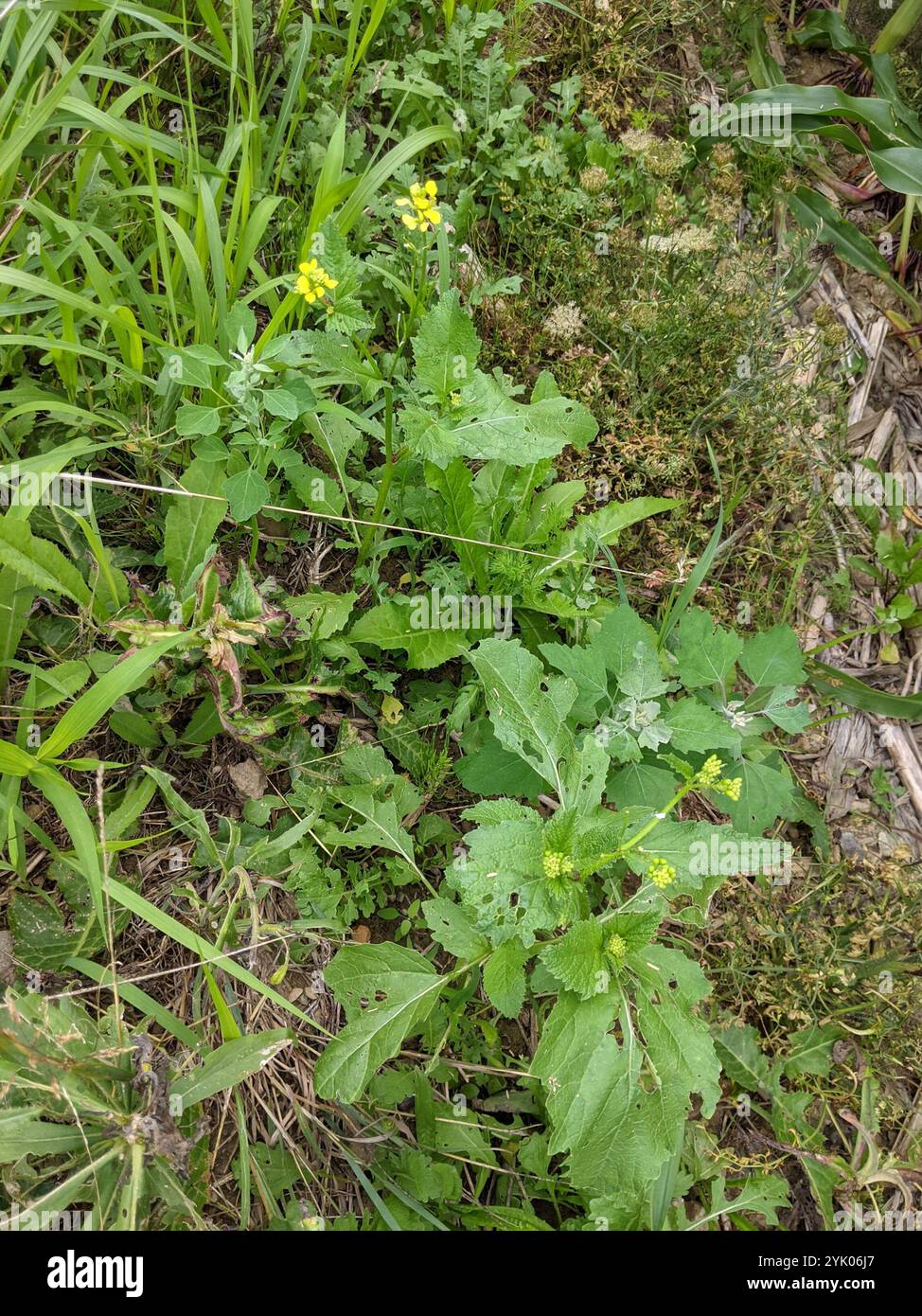 mustard family (Brassicaceae Stock Photo - Alamy