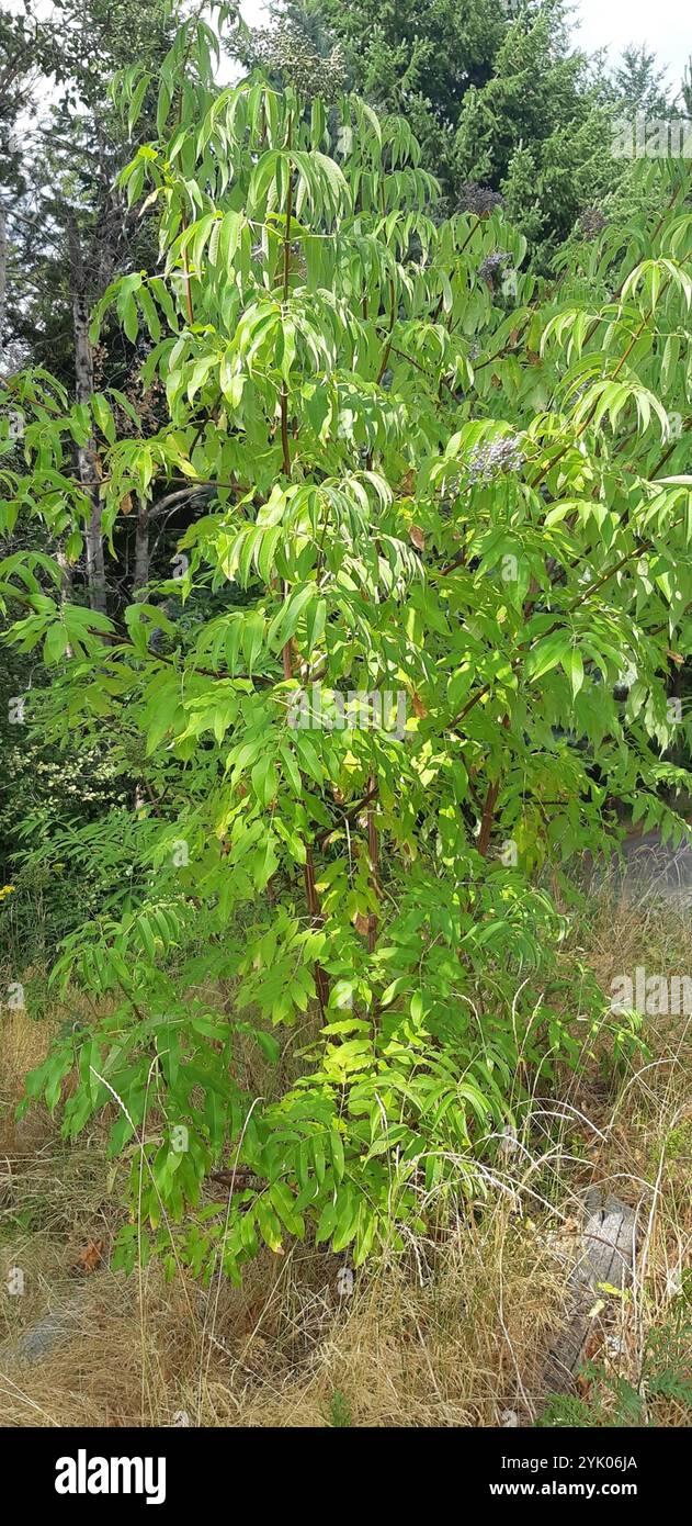 blue elder (Sambucus cerulea Stock Photo - Alamy