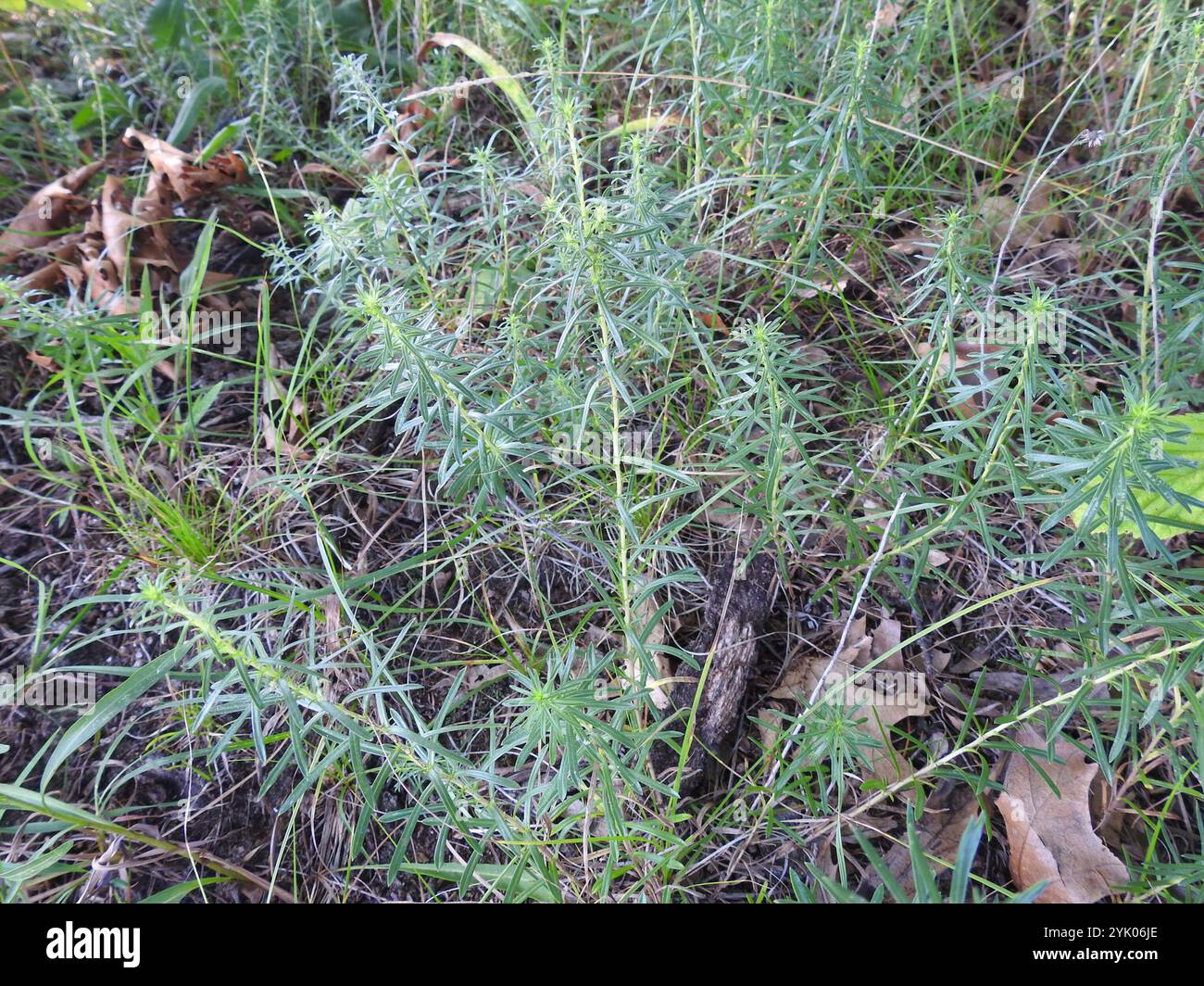 Flax-leaved Aster (Ionactis linariifolia Stock Photo - Alamy