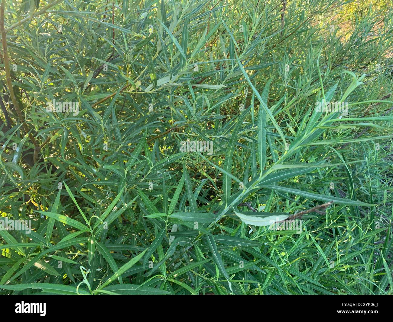 Satiny willow (Salix pellita Stock Photo - Alamy
