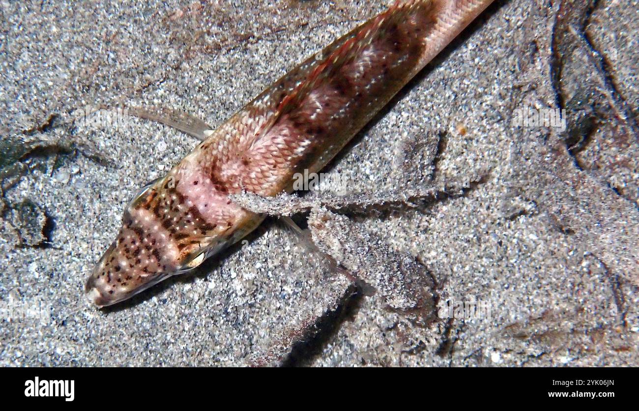 Ray-finned Fishes (Actinopterygii Stock Photo - Alamy
