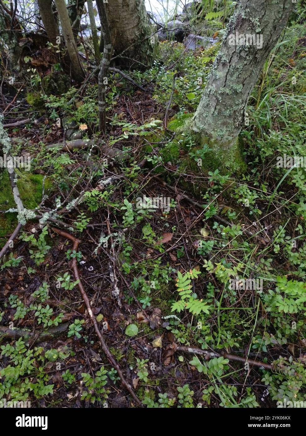 Grey Tooth (Phellodon melaleucus Stock Photo - Alamy