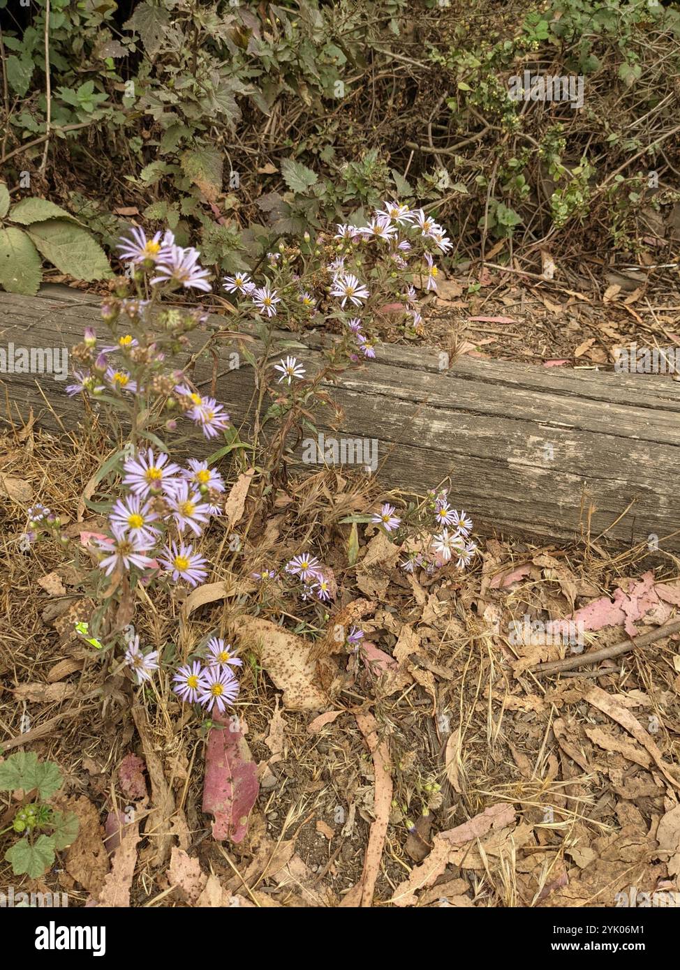 Pacific Aster (Symphyotrichum chilense Stock Photo - Alamy