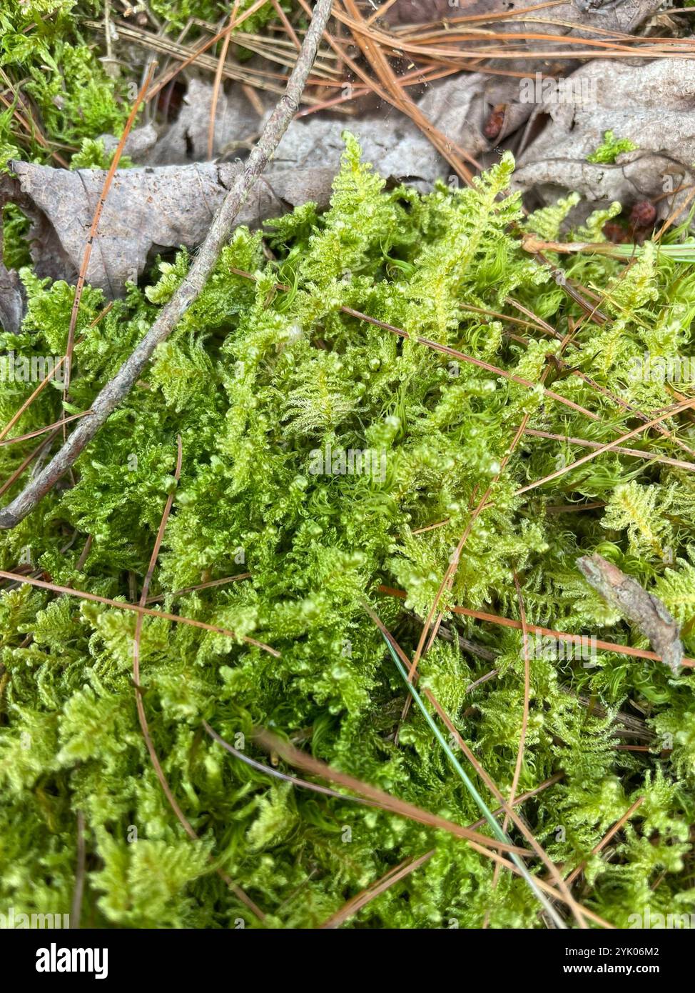 Ostrich-plume Moss (Ptilium crista-castrensis Stock Photo - Alamy