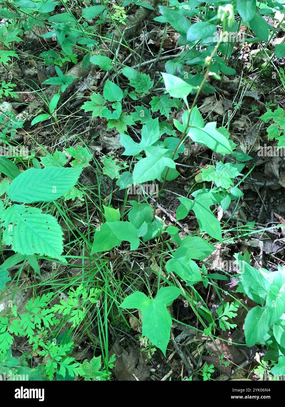 tall rattlesnake root (Nabalus altissimus Stock Photo - Alamy