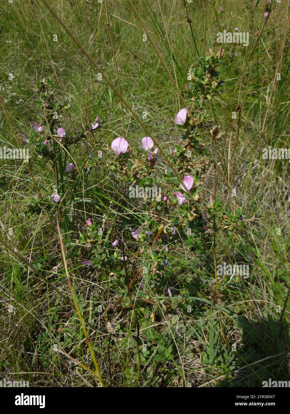(Ononis spinosa spinosa Stock Photo - Alamy