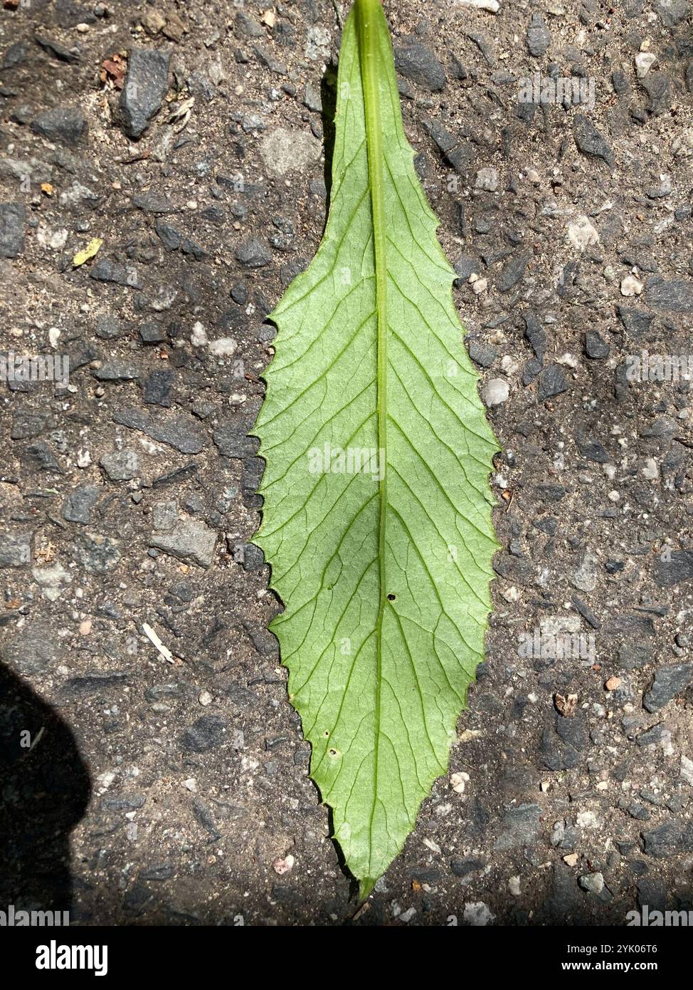 American burnweed (Erechtites hieraciifolius Stock Photo - Alamy