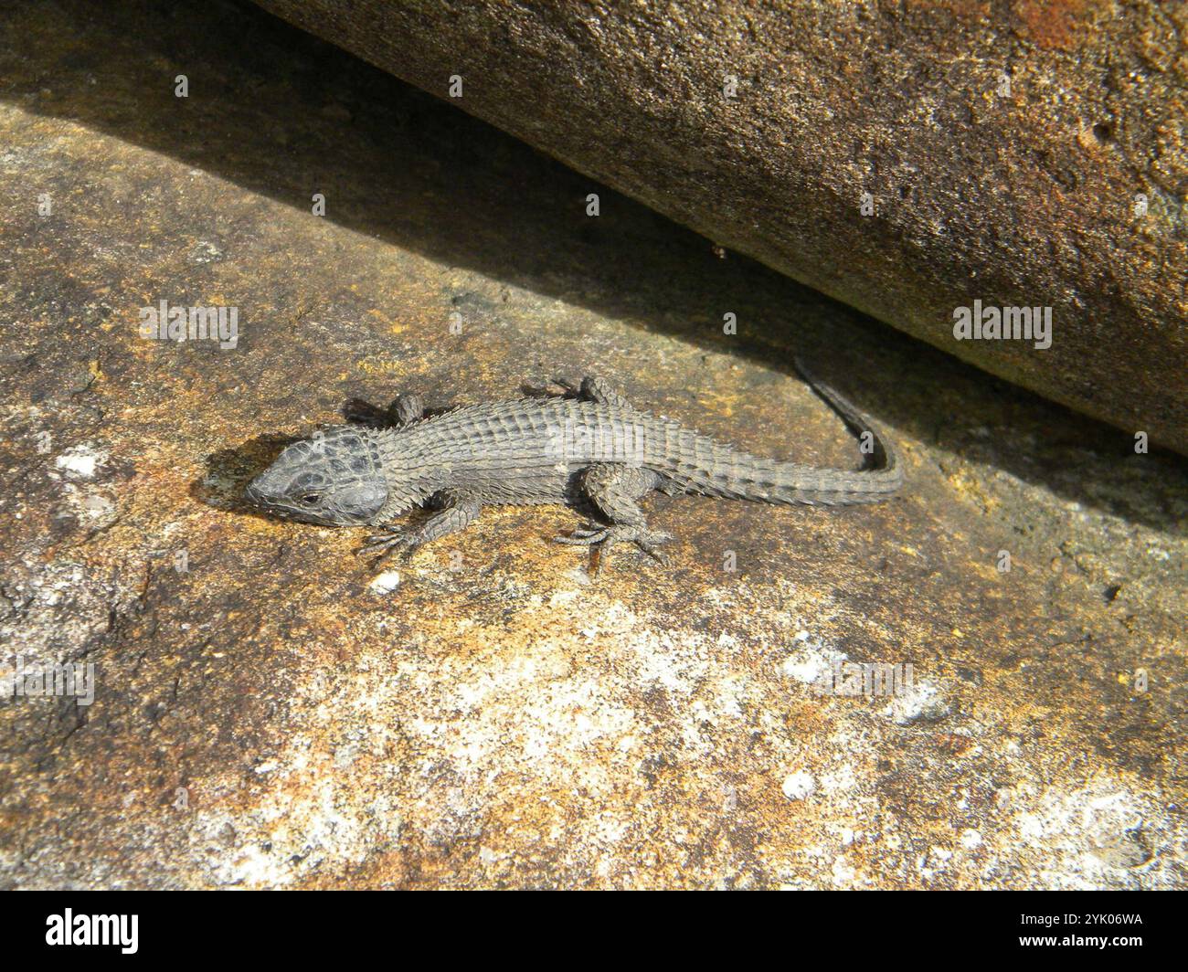 Black Girdled Lizard (Cordylus niger Stock Photo - Alamy