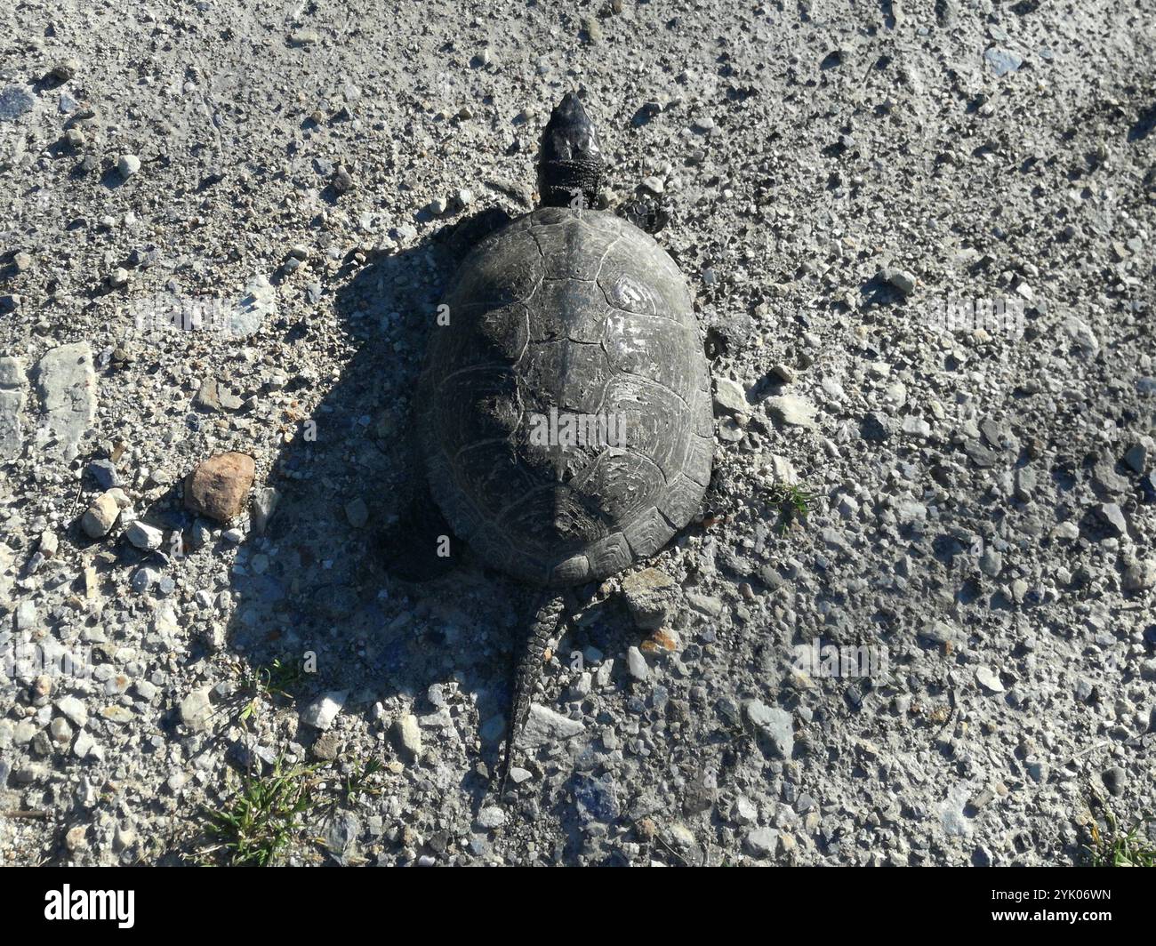 European Pond Turtle (Emys orbicularis Stock Photo - Alamy
