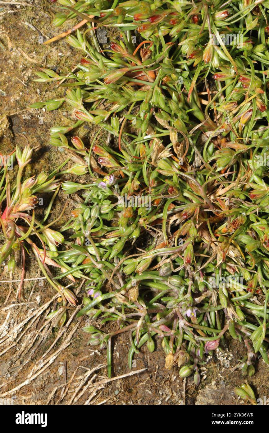 Saltmarsh Sand Spurry (Spergularia marina Stock Photo - Alamy
