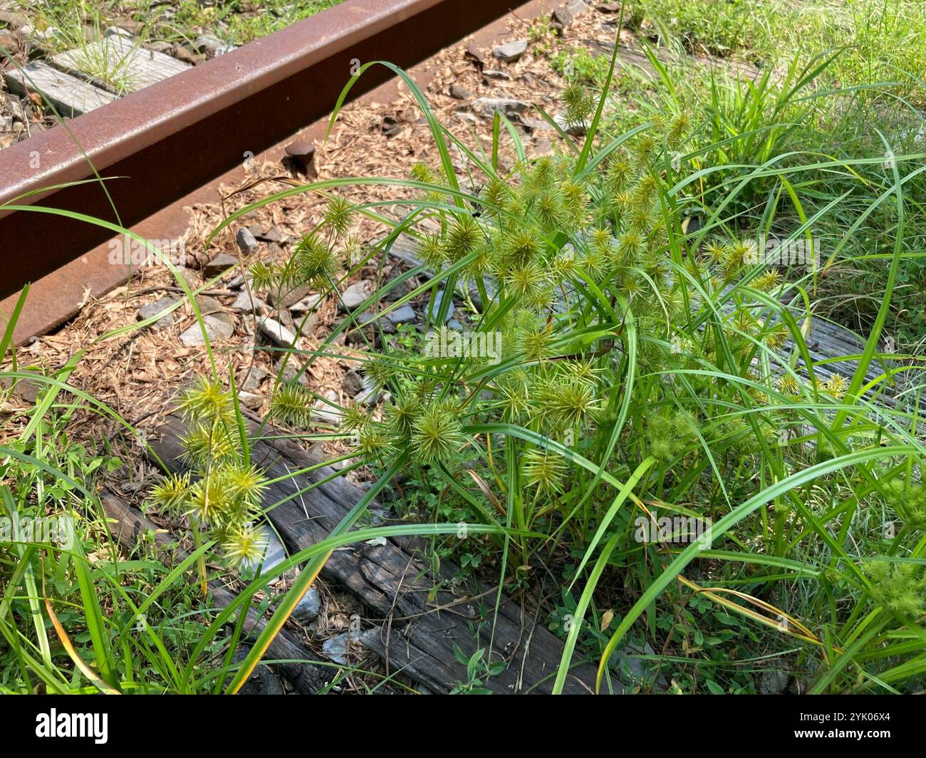 straw-colored flatsedge (Cyperus strigosus Stock Photo - Alamy