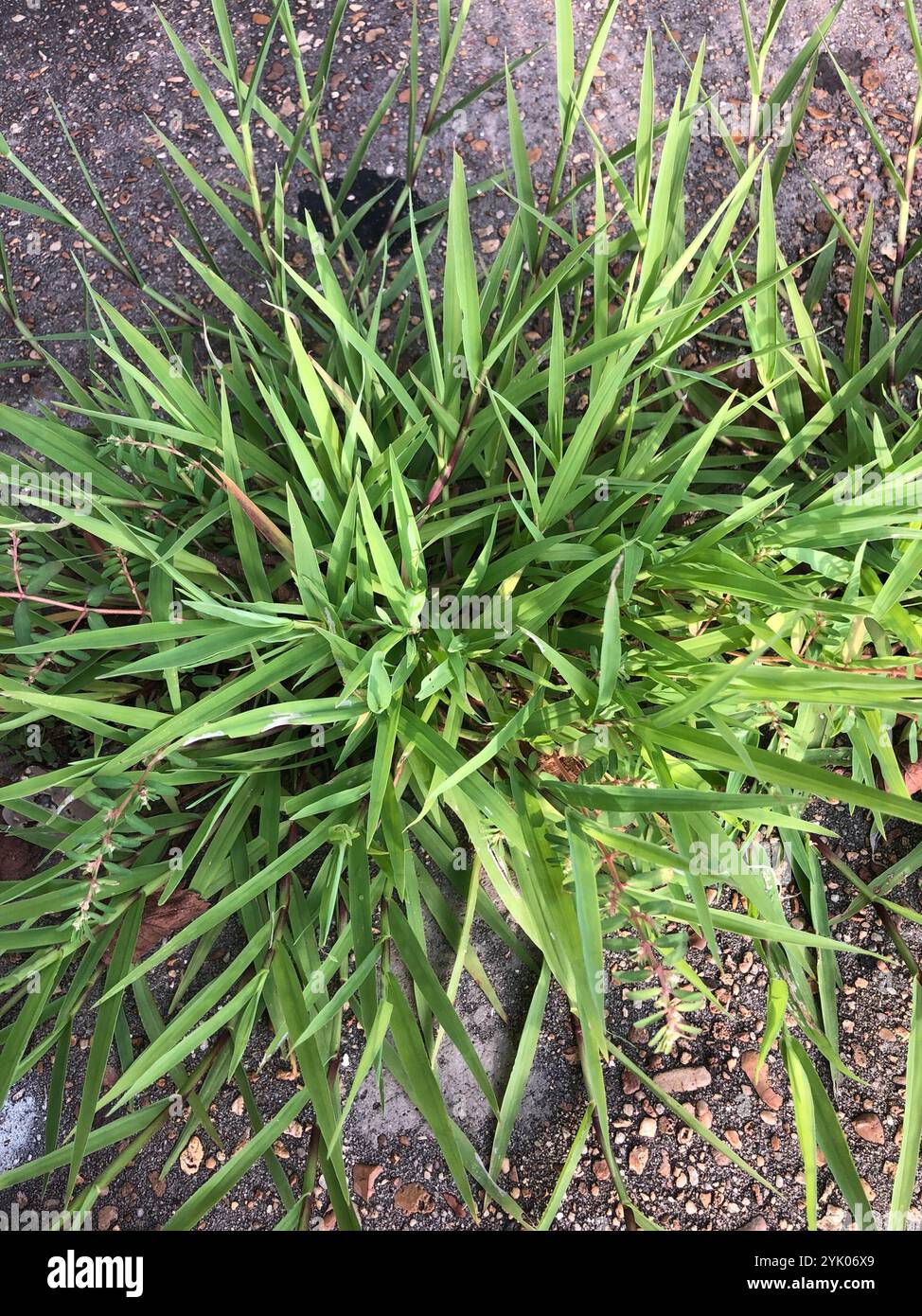Asian Crabgrass (Digitaria bicornis Stock Photo - Alamy