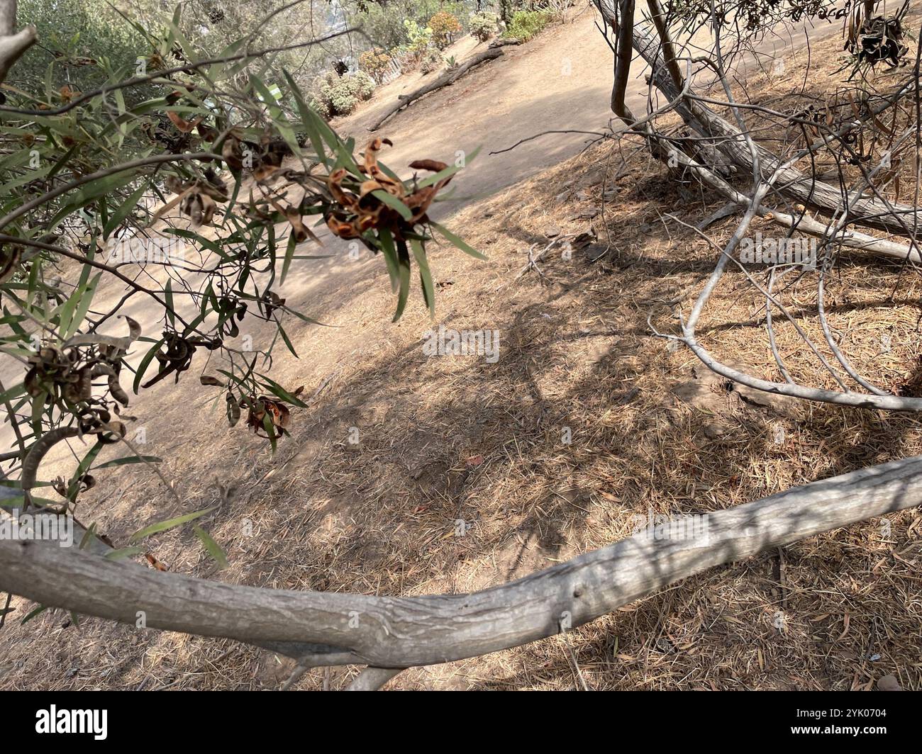 Acacia cyclops hi-res stock photography and images - Alamy
