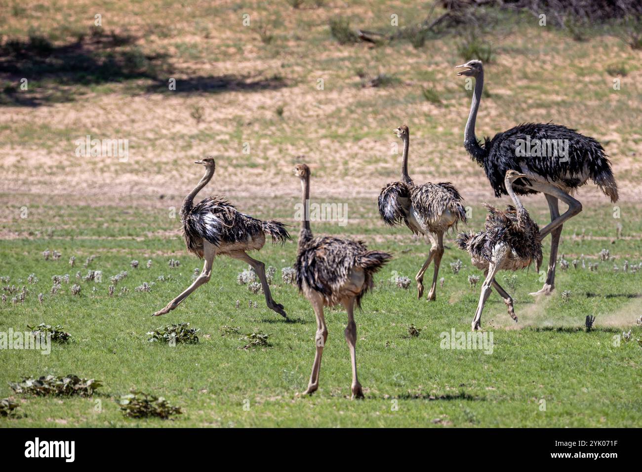 South Africa, Botswana, Kgalagadi Transfrontier Park, Common Ostrich ...