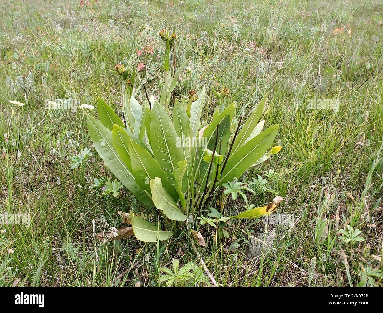 northern mule's ears (Wyethia amplexicaulis Stock Photo - Alamy