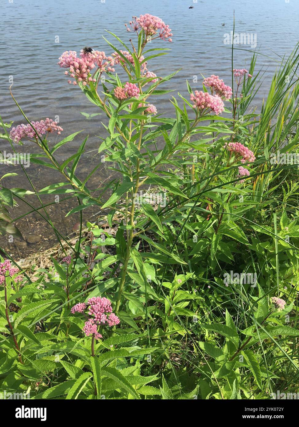 swamp milkweed (Asclepias incarnata Stock Photo - Alamy
