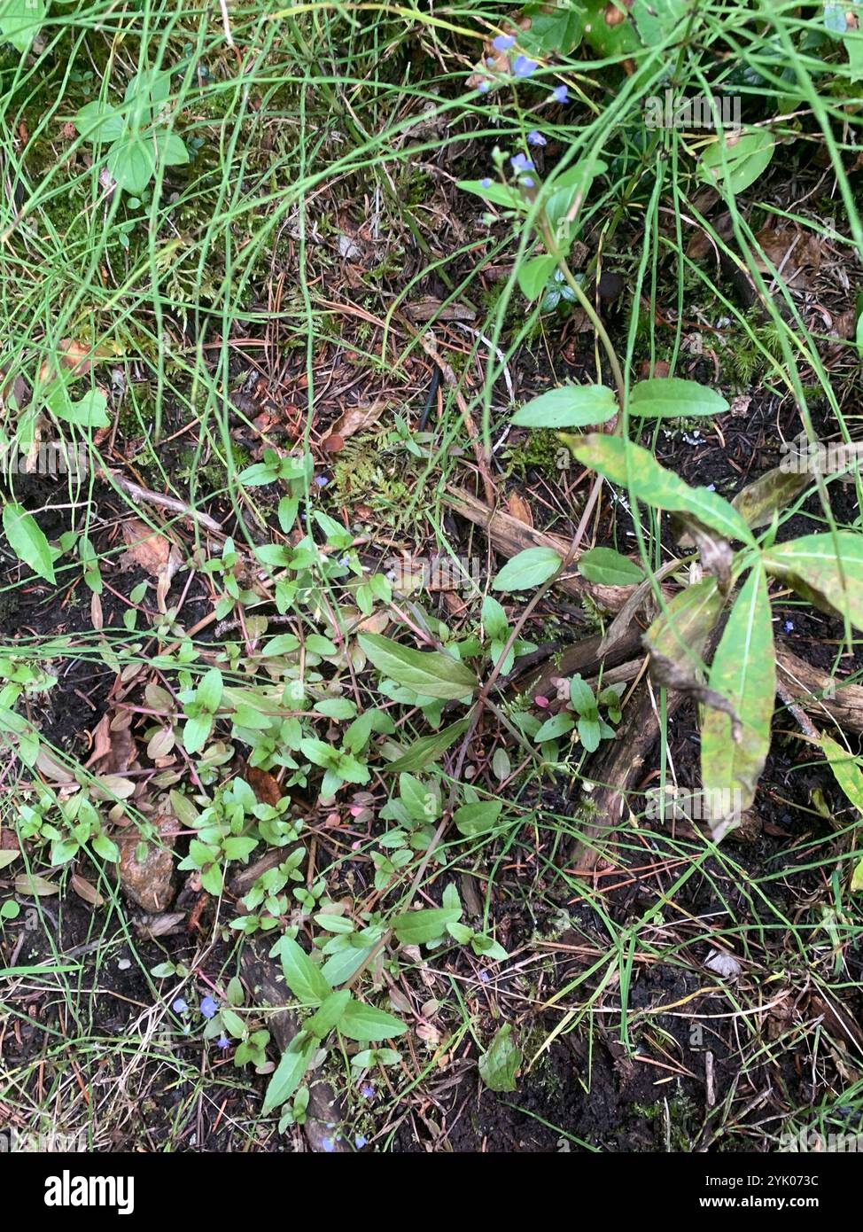 American brooklime hi-res stock photography and images - Alamy