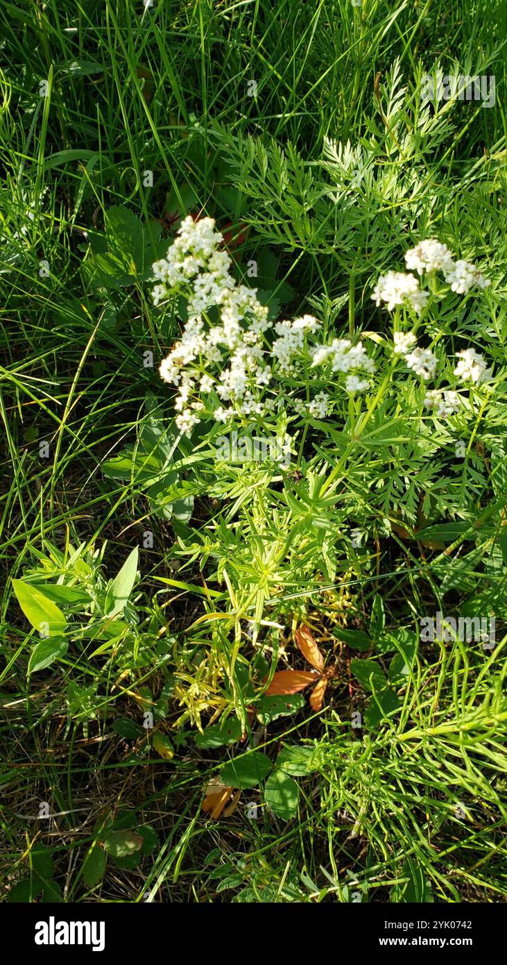 Northern Bedstraw (Galium boreale Stock Photo - Alamy