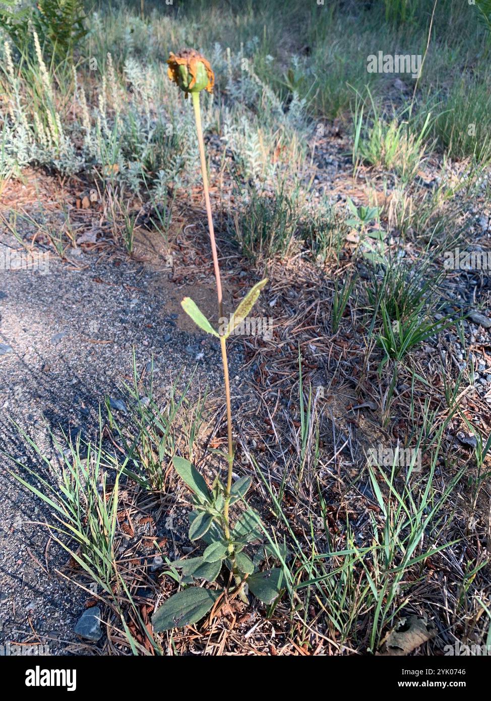 Stiff Sunflower (Helianthus pauciflorus Stock Photo - Alamy