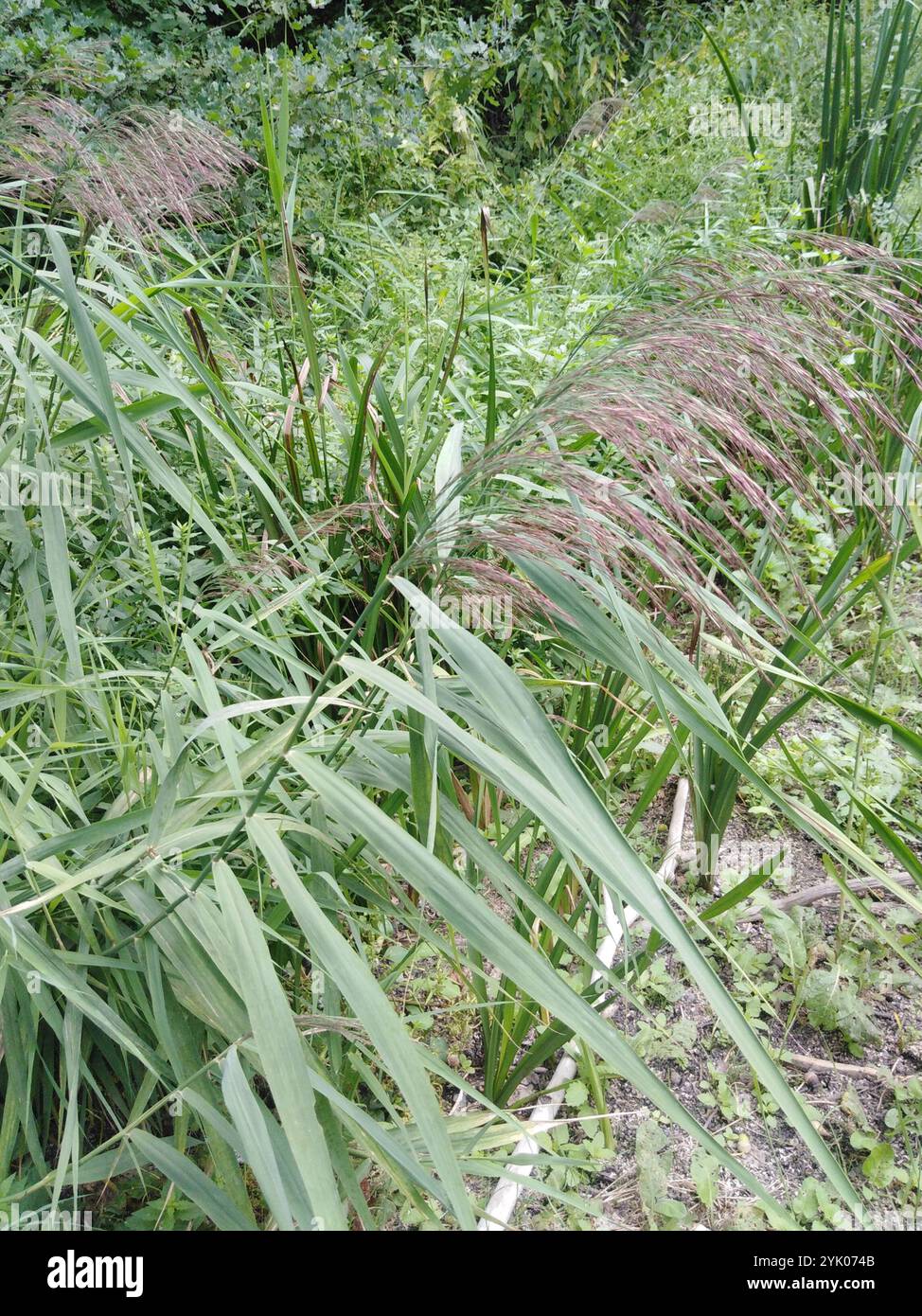 common reed (Phragmites australis Stock Photo - Alamy