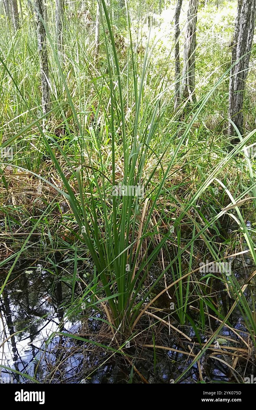 Jamaica swamp sawgrass (Cladium mariscus jamaicense Stock Photo - Alamy