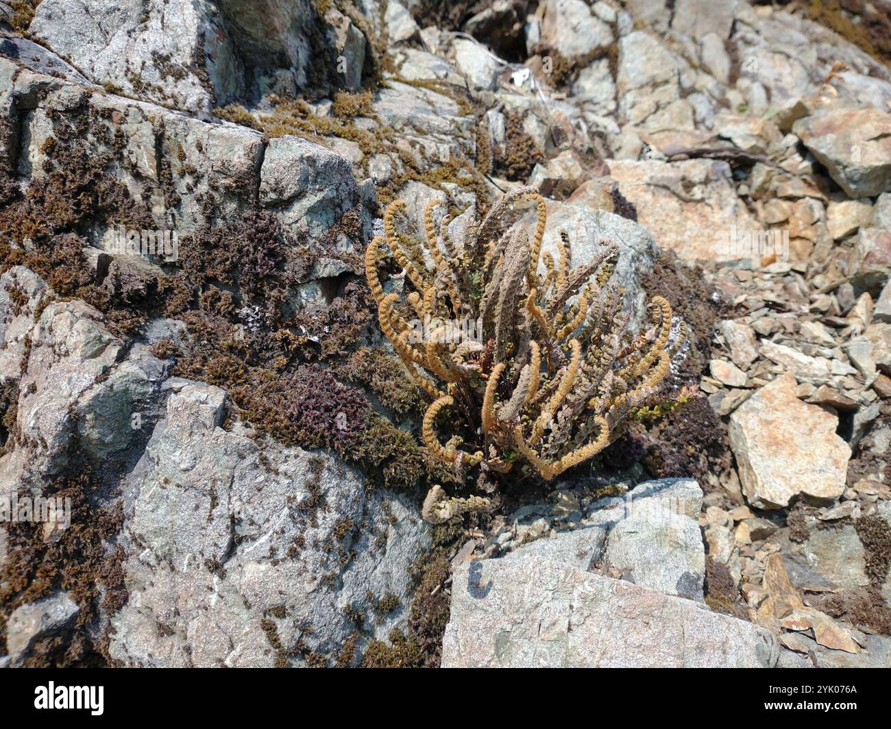 lace lip fern (Myriopteris gracillima Stock Photo - Alamy