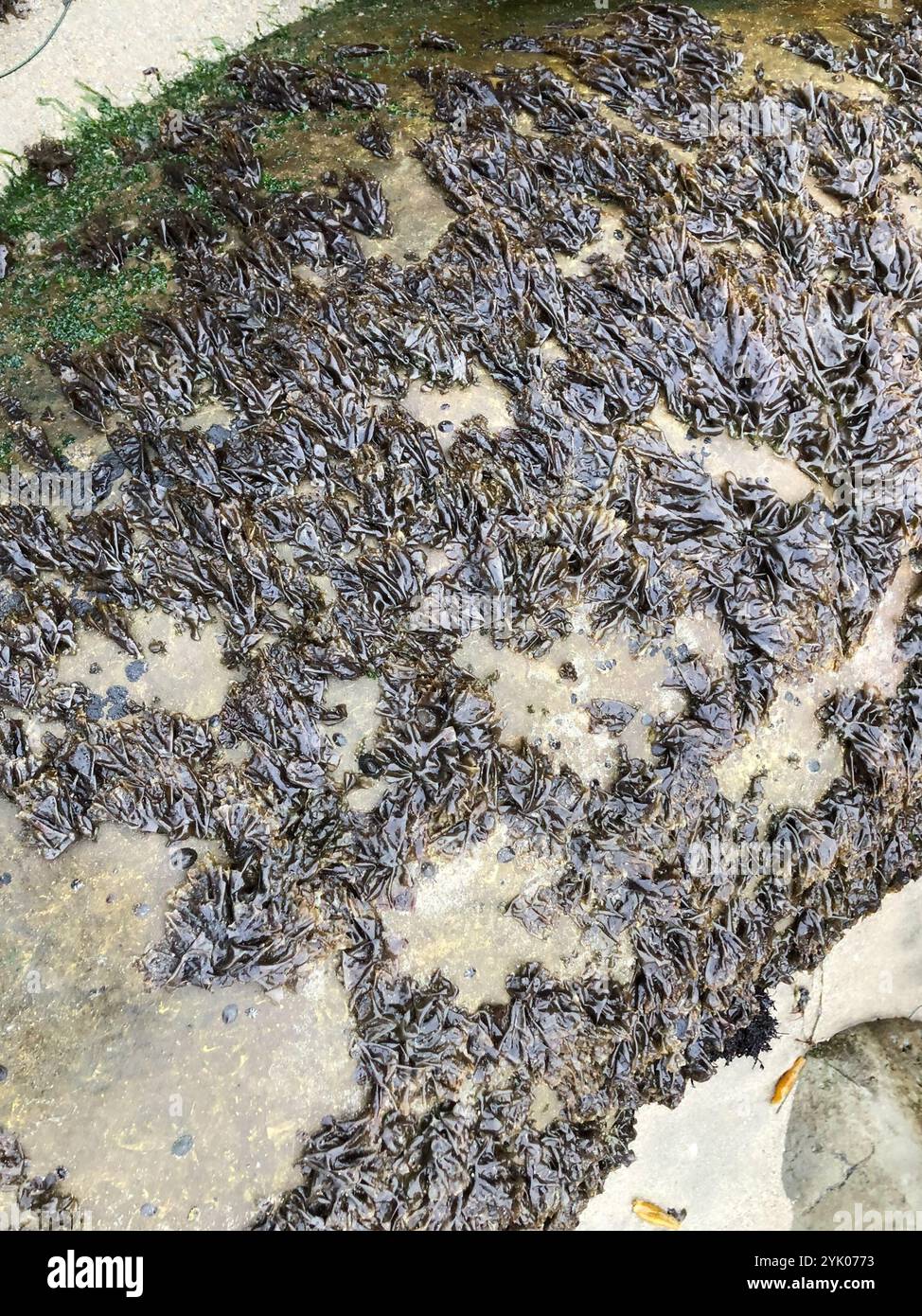 Pyropia hi-res stock photography and images - Alamy