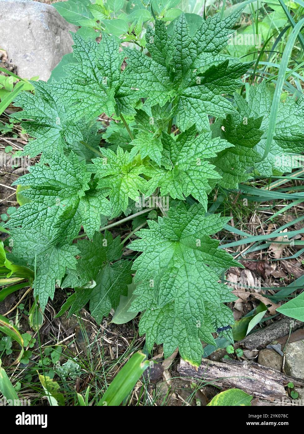 common motherwort (Leonurus cardiaca Stock Photo - Alamy