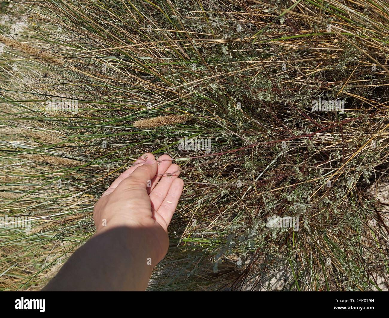 Field Sagewort (Artemisia campestris Stock Photo - Alamy
