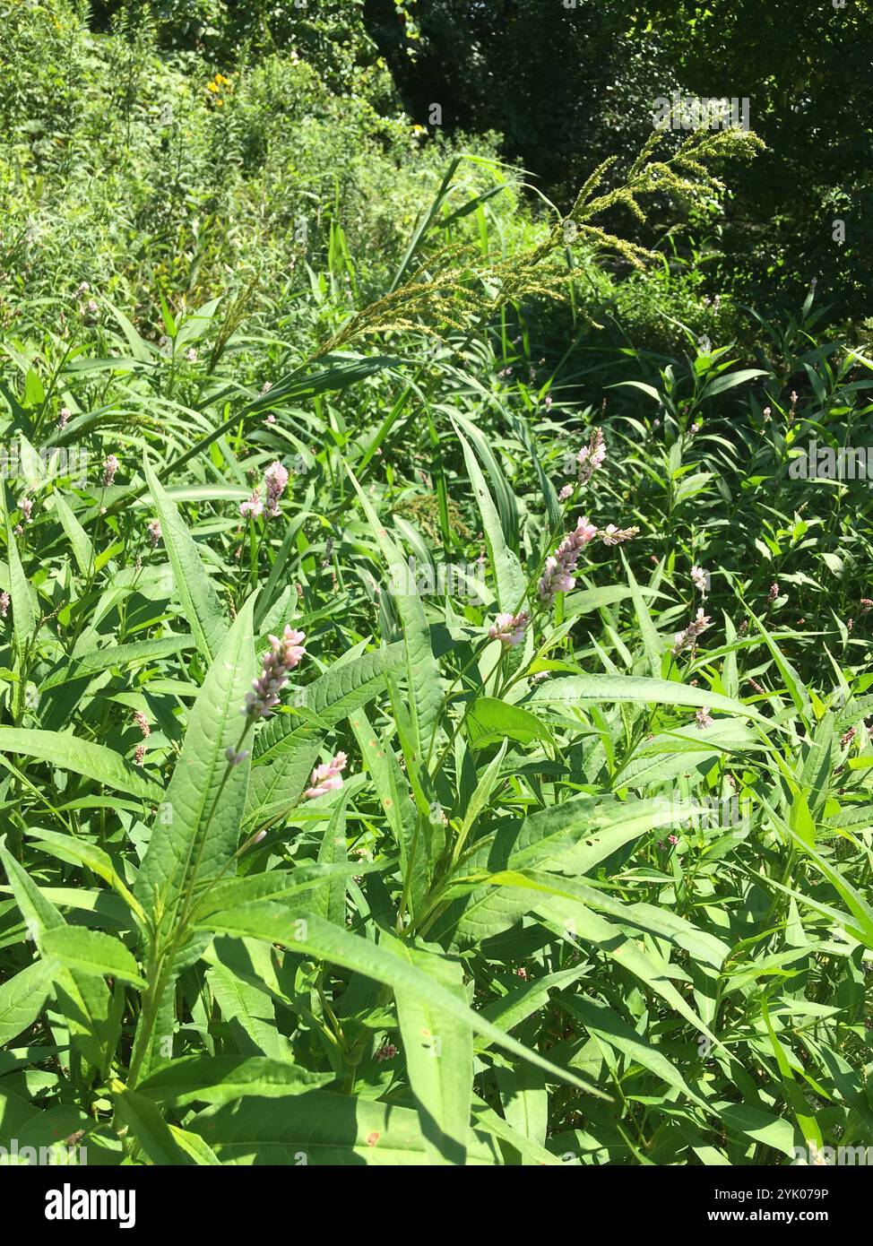 pinkweed (Persicaria pensylvanica Stock Photo - Alamy