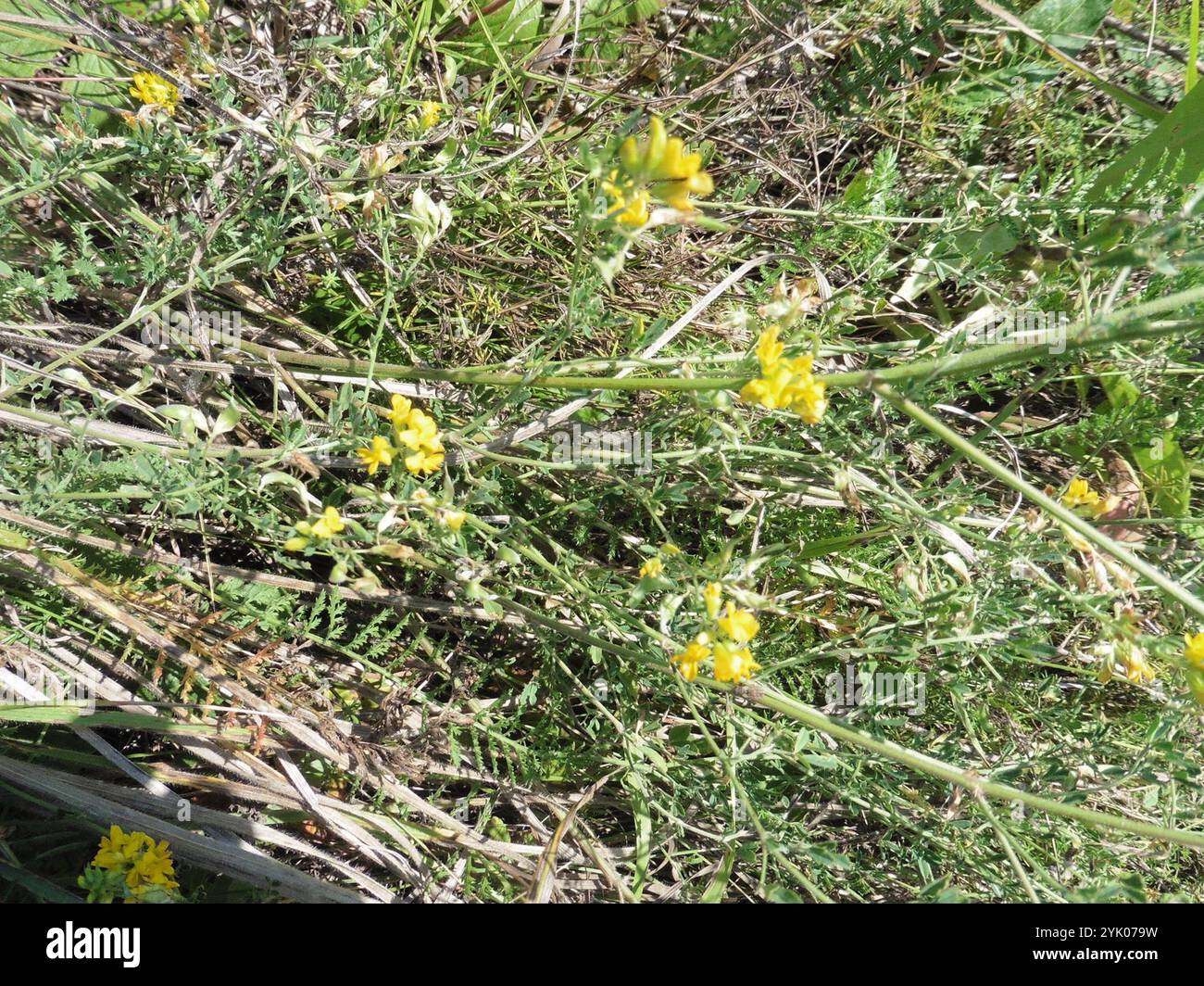 sickle alfalfa (Medicago falcata Stock Photo - Alamy